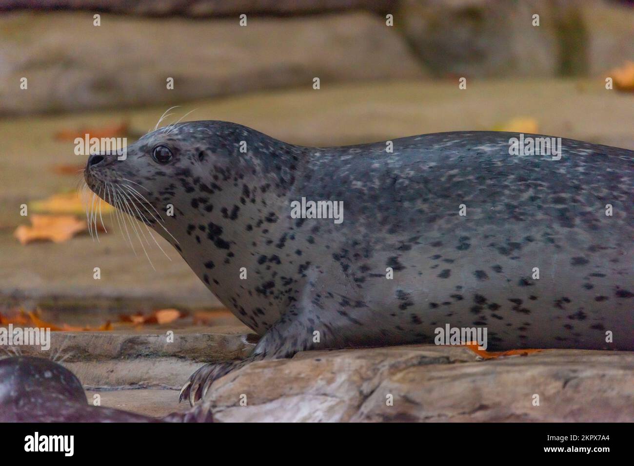 Mammal animal furry adult coast hi-res stock photography and images - Alamy