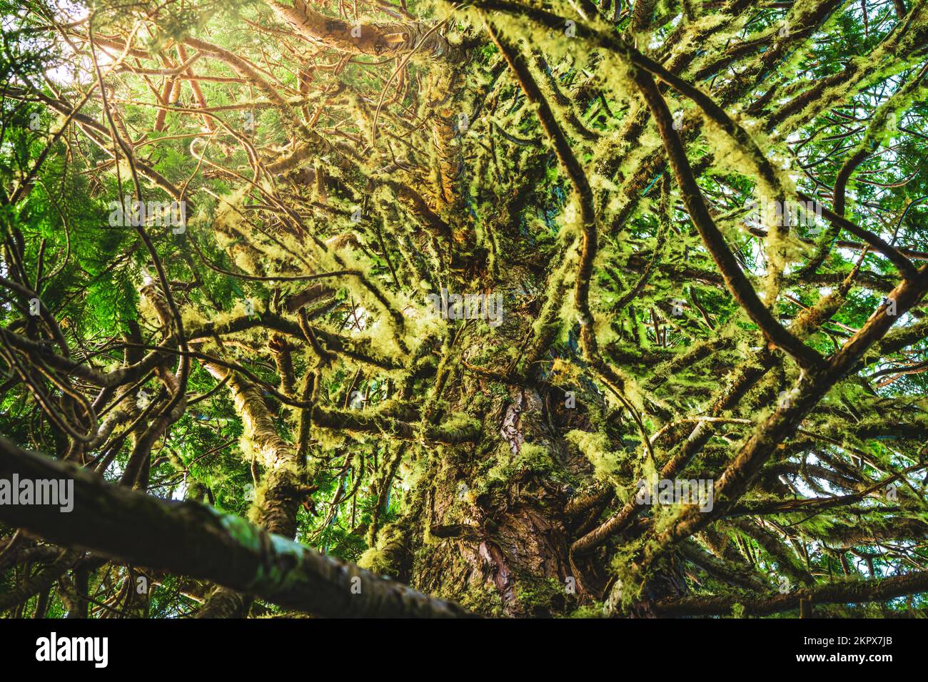 Description: View from below on overgrown branches of a beautiful large ...