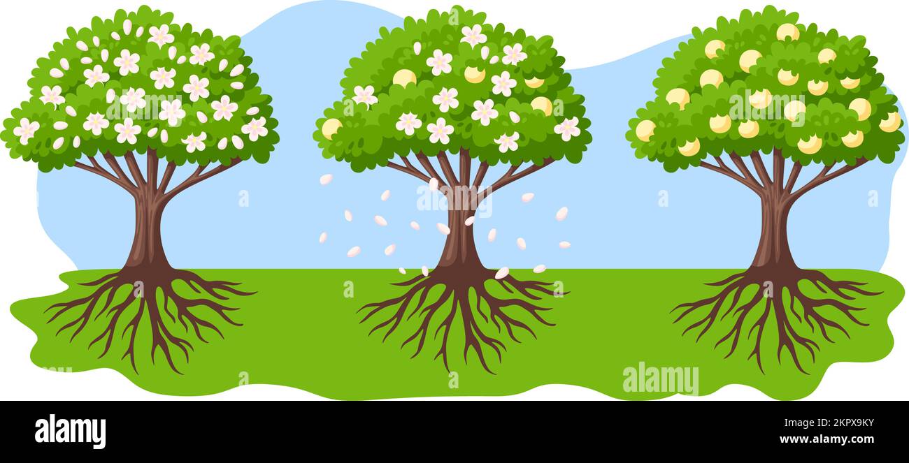 Peach tree blooming and growth process. Green cartoon trees with ...