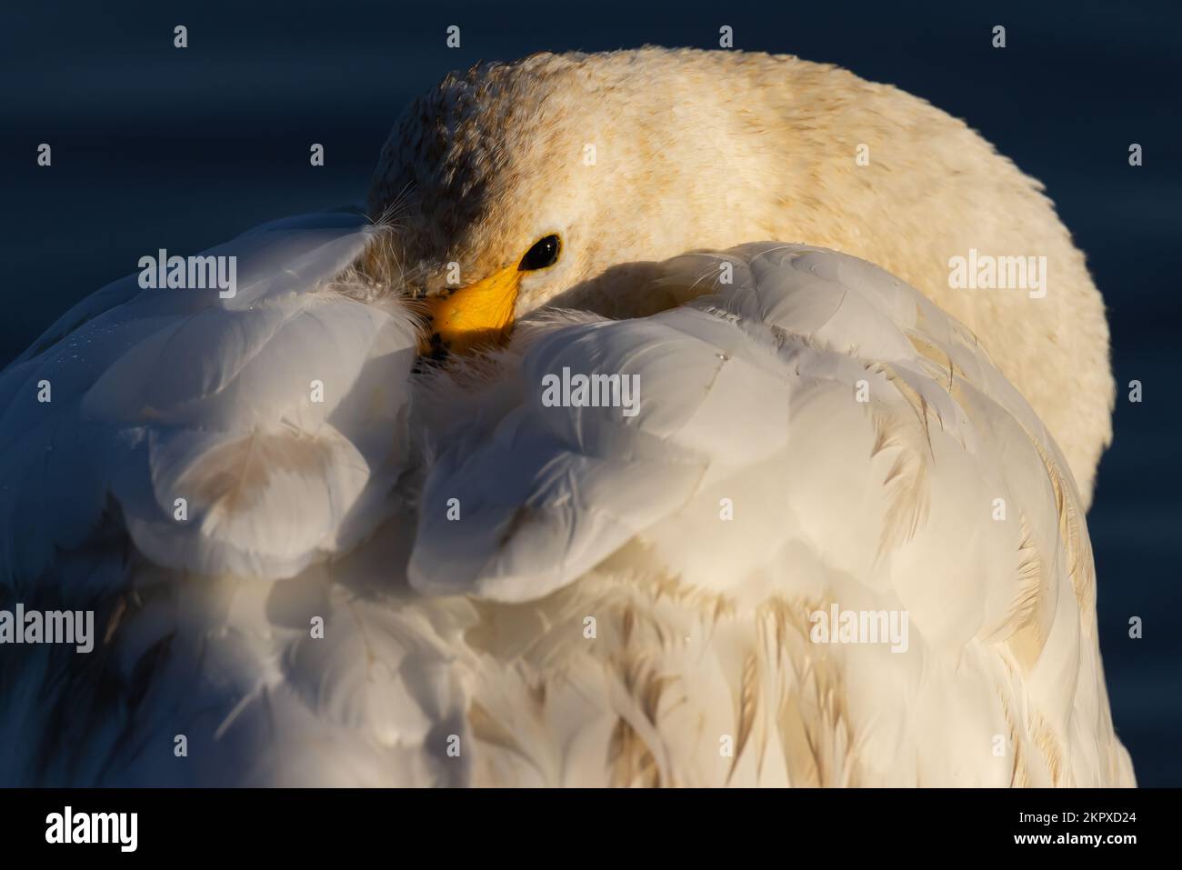 Resting swan hi-res stock photography and images - Alamy