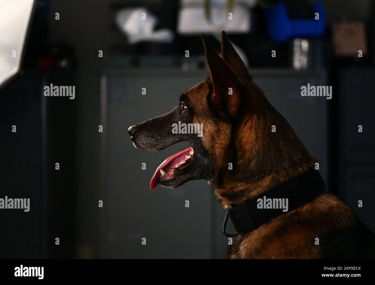 Military working dogs and their handlers from the 72nd Security Forces ...