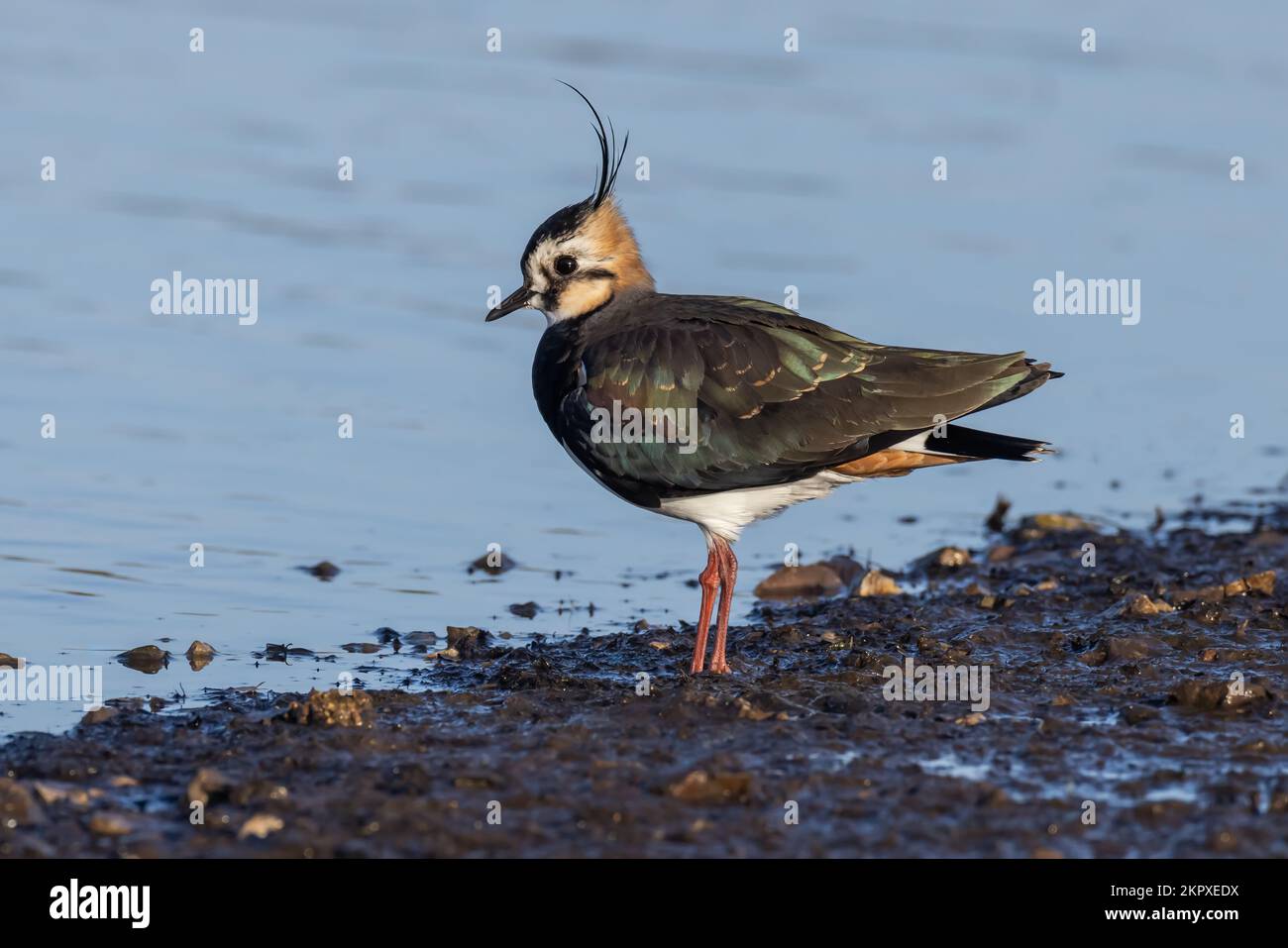 Lapwing standing at the waters edge Stock Photo - Alamy