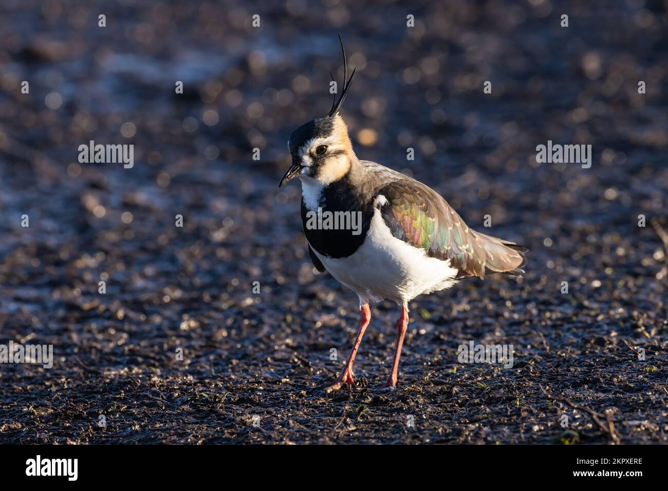 Lapwing britain hi-res stock photography and images - Alamy