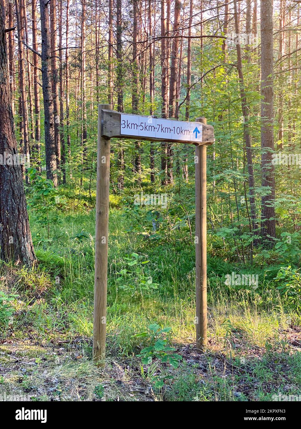 A wooden pole with an indicator of the direction of a walking route in ...