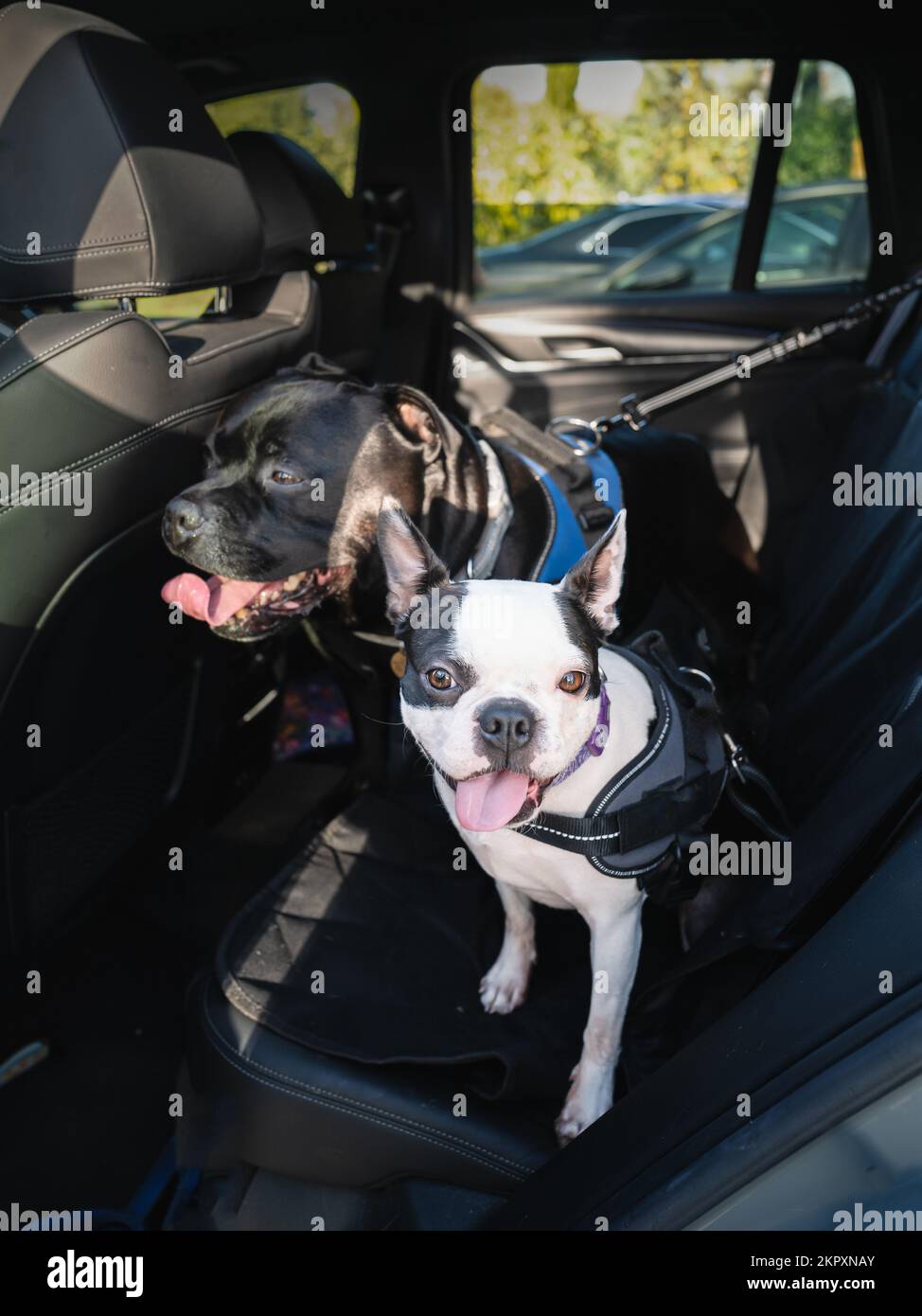 A Boston Terrier on the back seat of a car alongside a Staffordshire ...