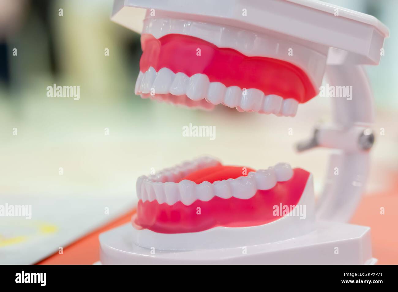 Plastic anatomical human jaw, demonstration model for education Stock ...