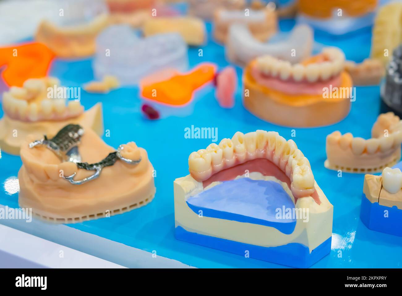 Plastic anatomical human jaws, demonstration models for education Stock ...