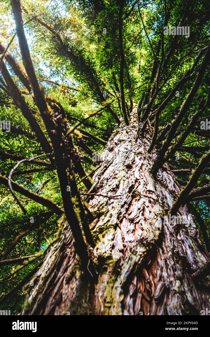 Description: View from below on branches and rough bark of a beautiful ...
