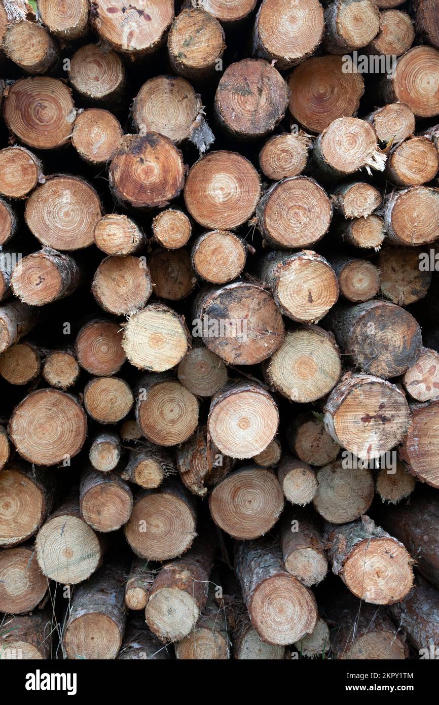 Log stack in Blean forest, Kent, England Stock Photo - Alamy