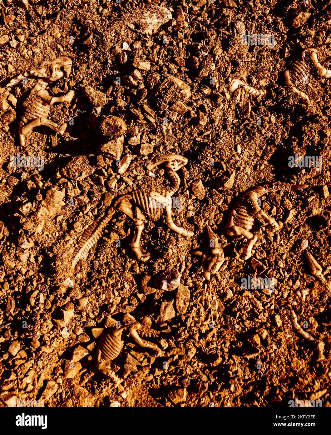 Dinosaur bones in dirt hi-res stock photography and images - Alamy