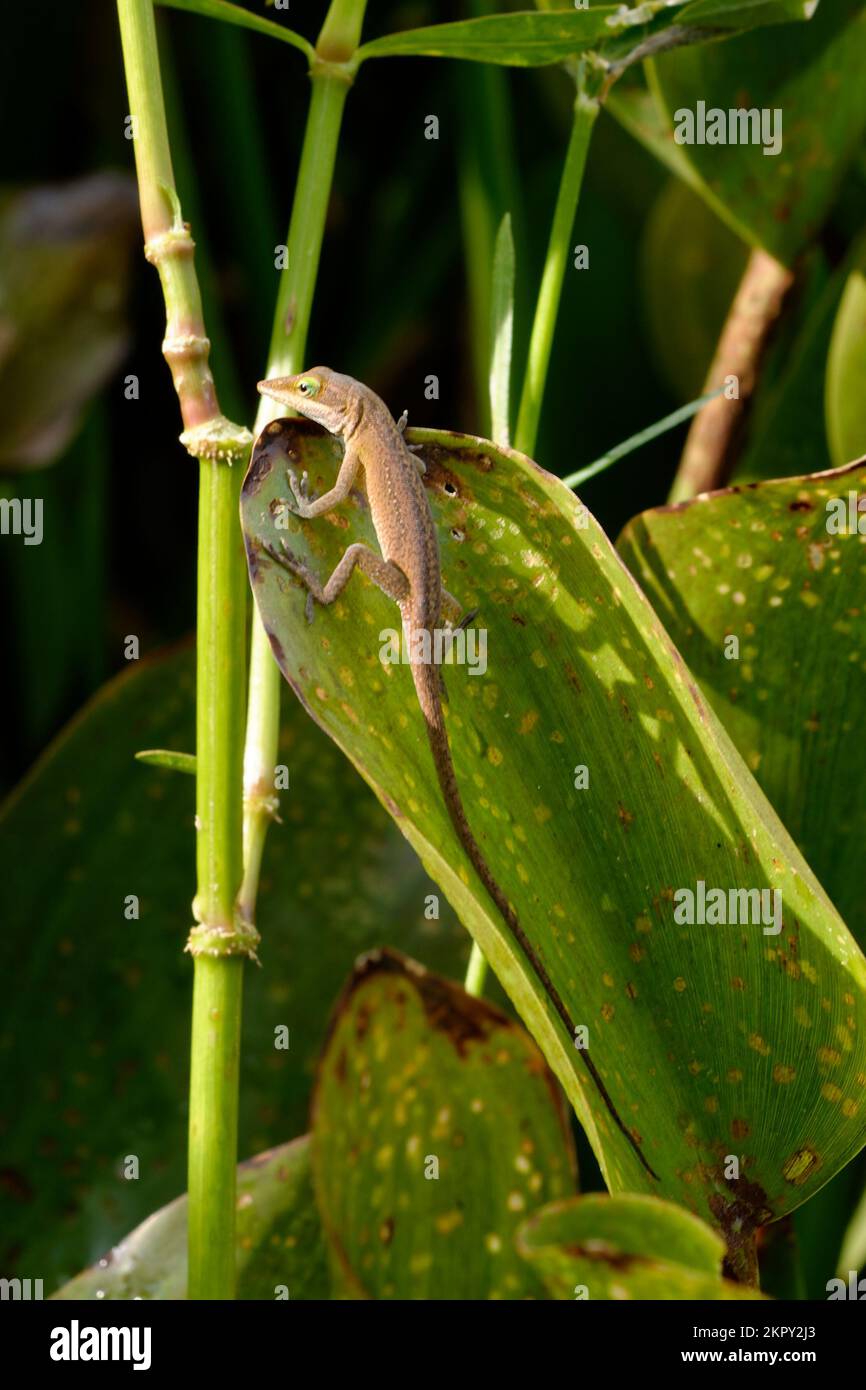 Closeup green carolina anole hi-res stock photography and images - Alamy