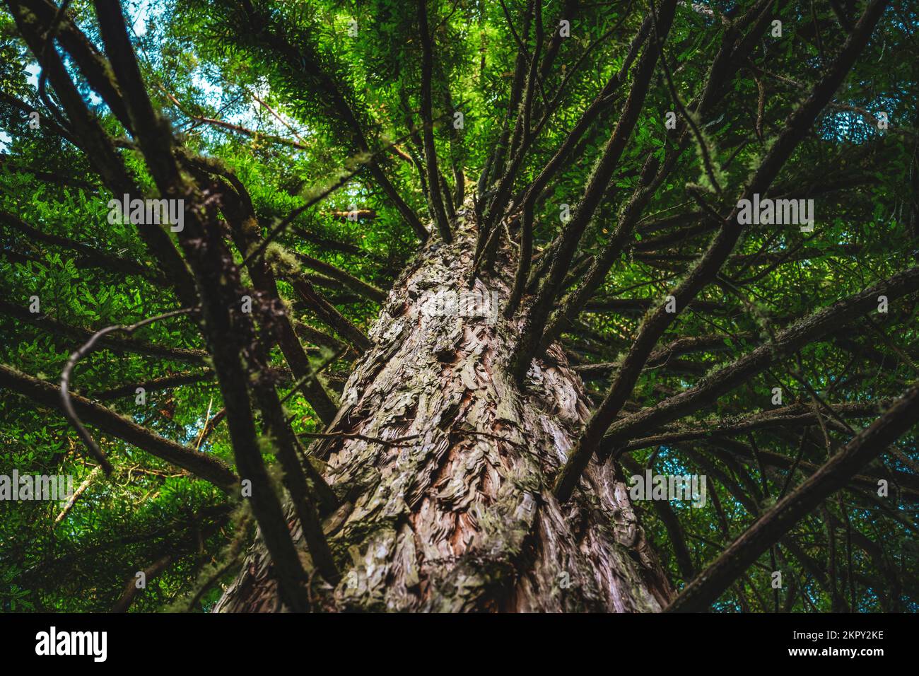 Description: View from below on branches and rough bark of a beautiful ...