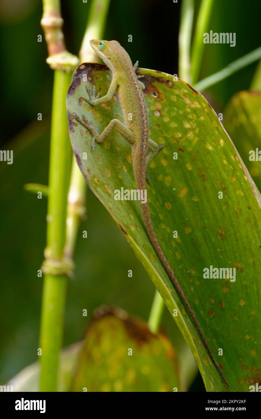 Green Anole Climbing on a Leaf Stock Photo - Alamy