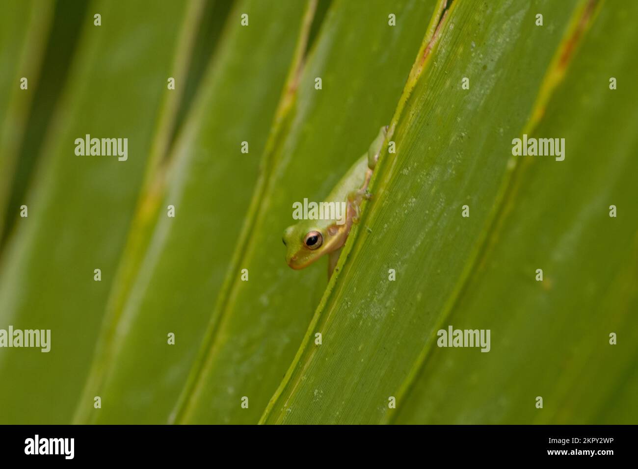 Tree frog on leaves hi-res stock photography and images - Alamy