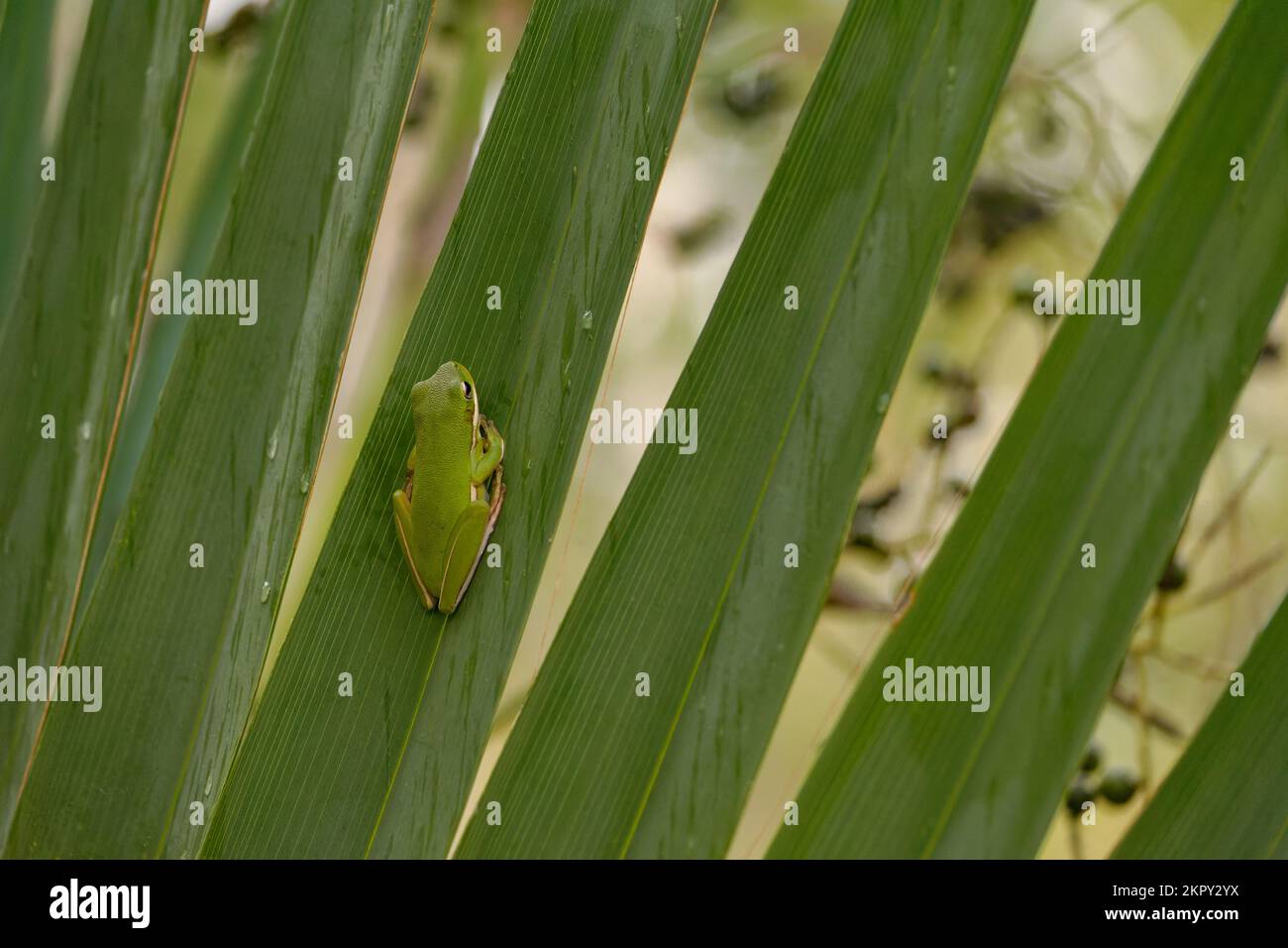Tree frog on leaves hi-res stock photography and images - Alamy