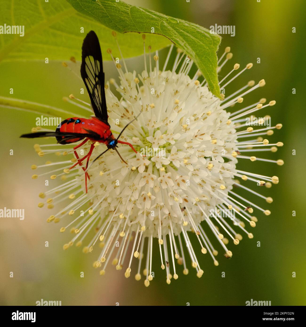 Scarlett Bodied Wasp Moth Stock Photo - Alamy
