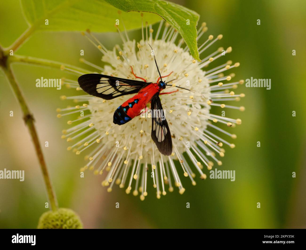Scarlett bodied wasp moth hi-res stock photography and images - Alamy