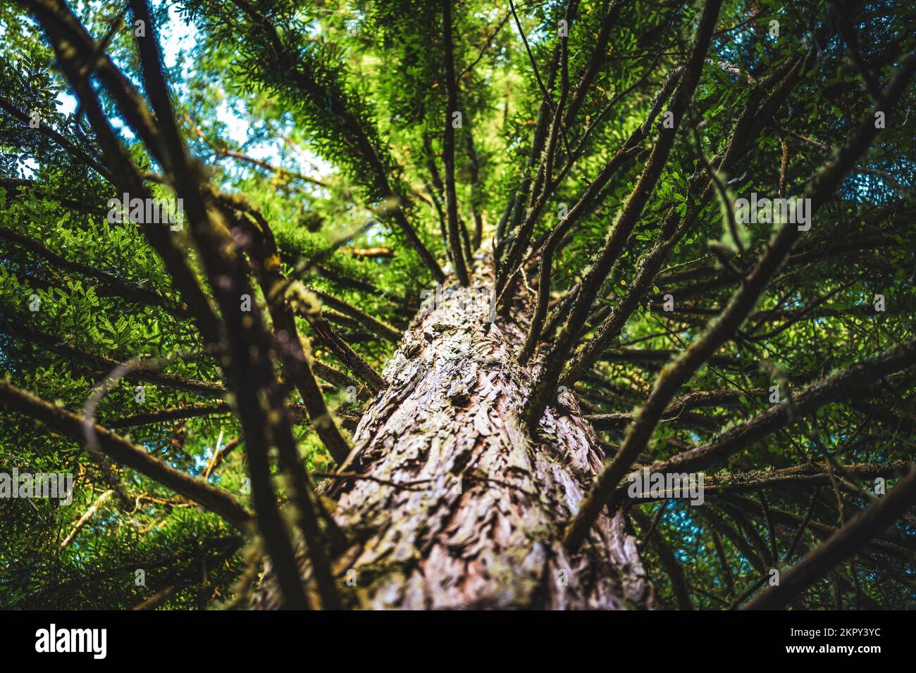 Description: View from below on branches and rough bark of a beautiful ...