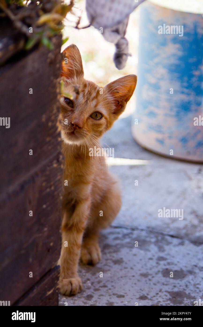 Pretty cat hiding behind hi-res stock photography and images - Alamy