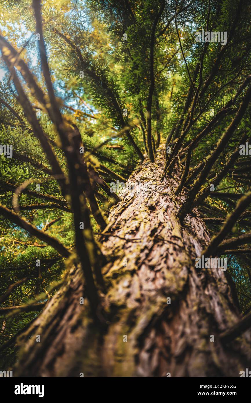 Description: View from below on branches and rough bark of a beautiful ...