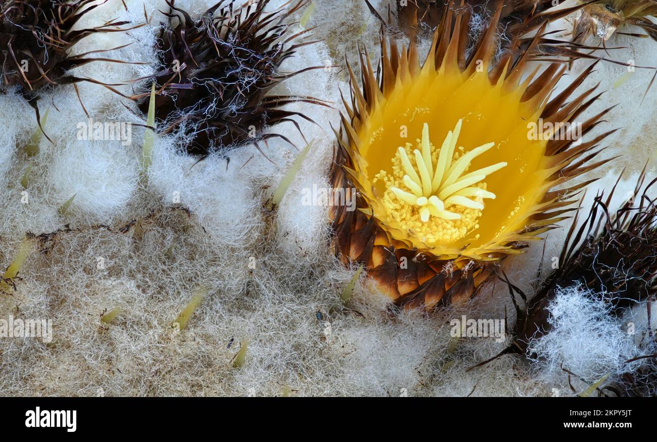 Golden Barrel Cactus Flower close up photograph from a 76 year old ...