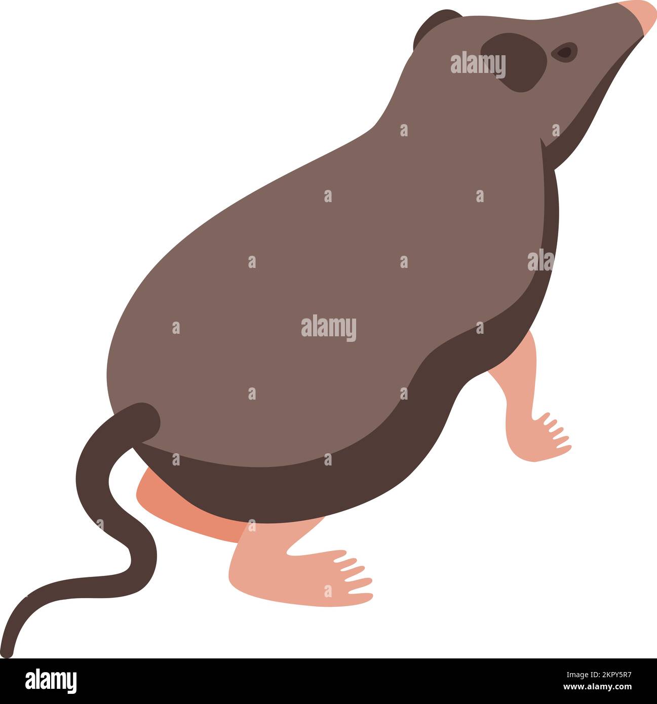 African mole rat Stock Vector Images - Alamy