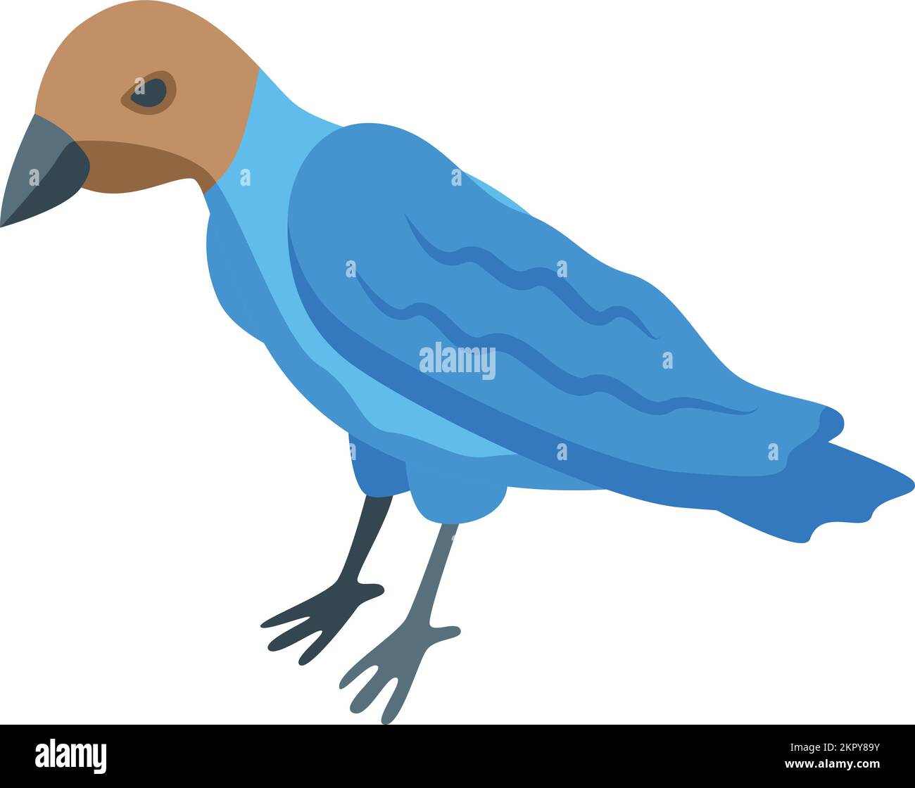 Canada bird icon isometric vector. Nature animal. Robin blue Stock ...