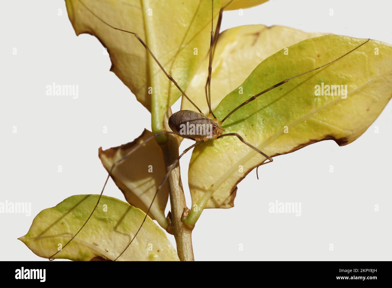Red Harvestman, Opilio canestrinii, family Phalangiidae. On a privet ...