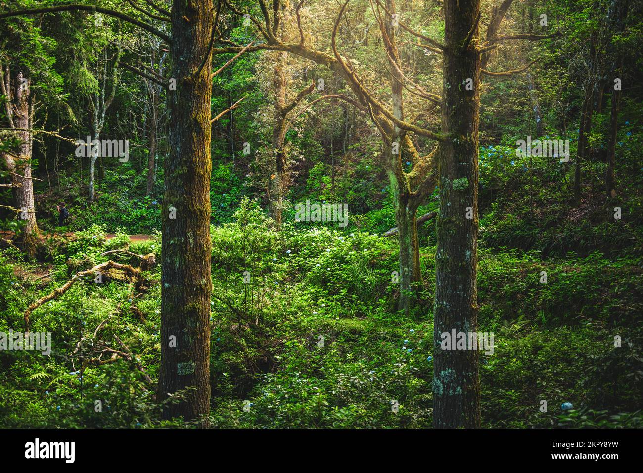 Description: Calm forest athmosphere of the jungle in the afternoon ...