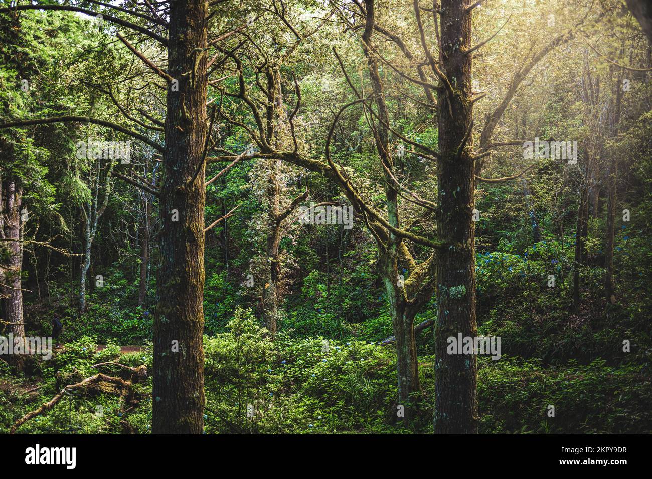 Description: Calm forest athmosphere of the jungle in the afternoon ...