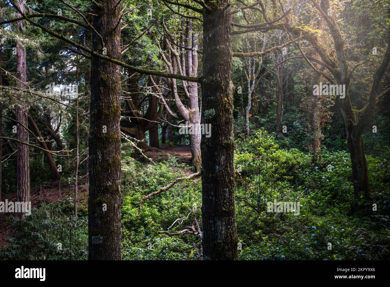 Description: Calm forest athmosphere of the jungle in the afternoon ...