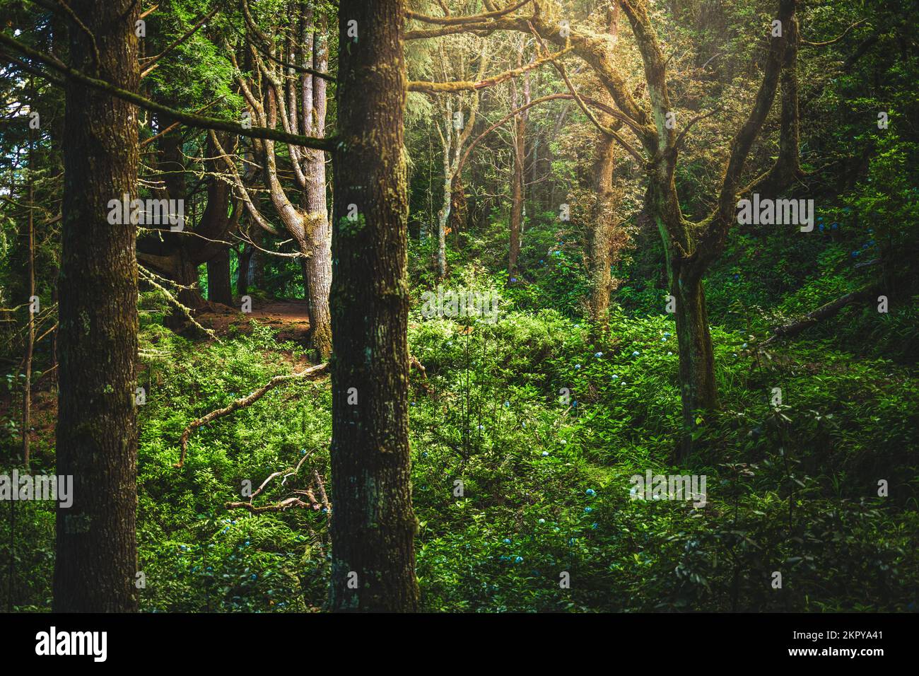 Description: Calm forest athmosphere of the jungle in the afternoon ...