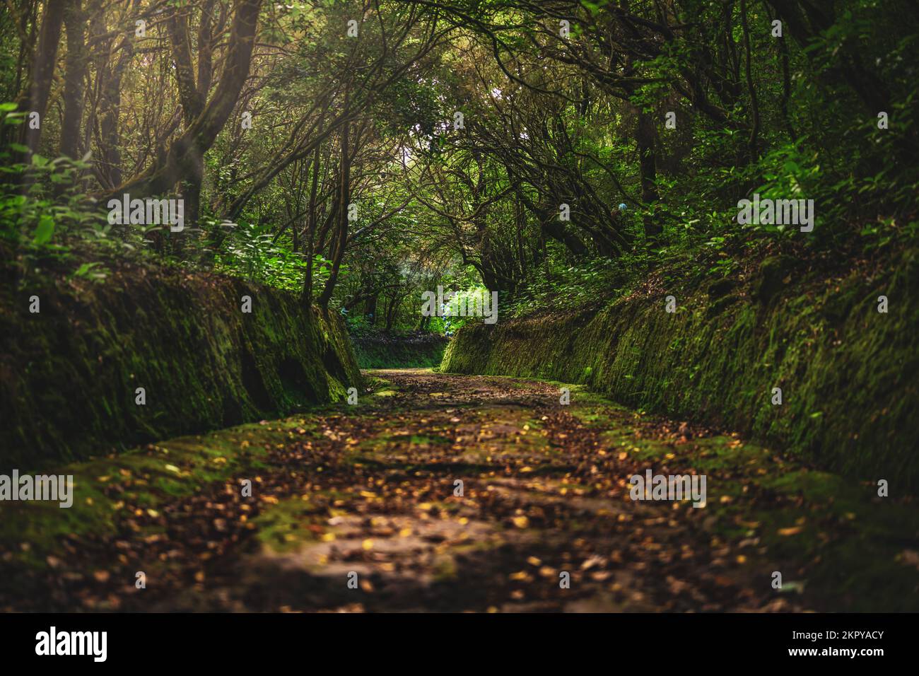 Description: View on idyllic road through the jungle in the afternoon ...