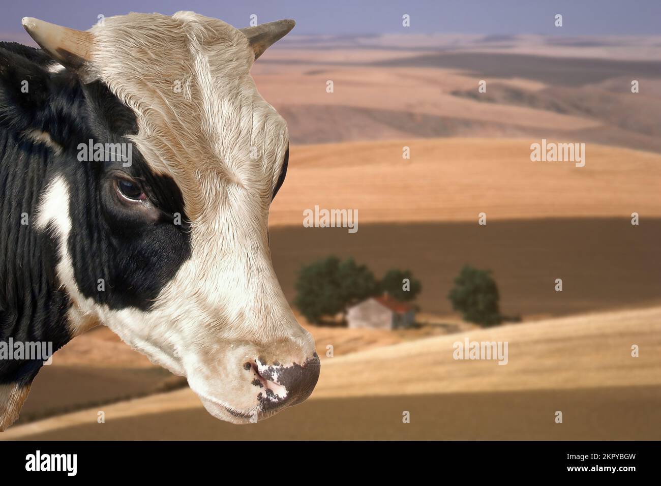 Collection of farm animals hi-res stock photography and images - Alamy