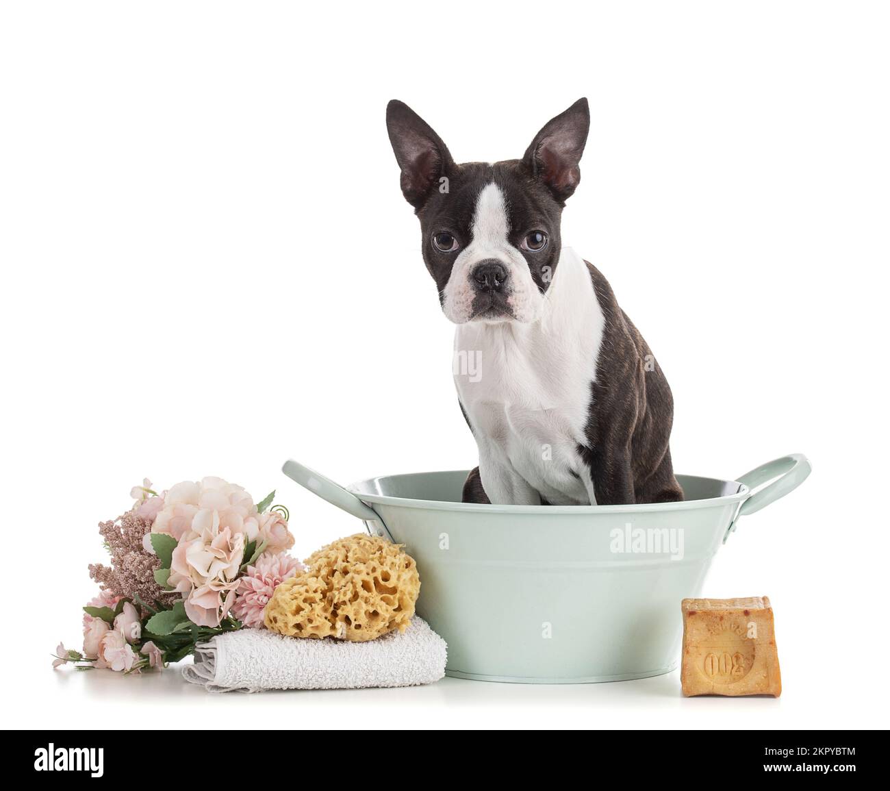 Young Boston terrier bi color in a blue-green basin on white background ...