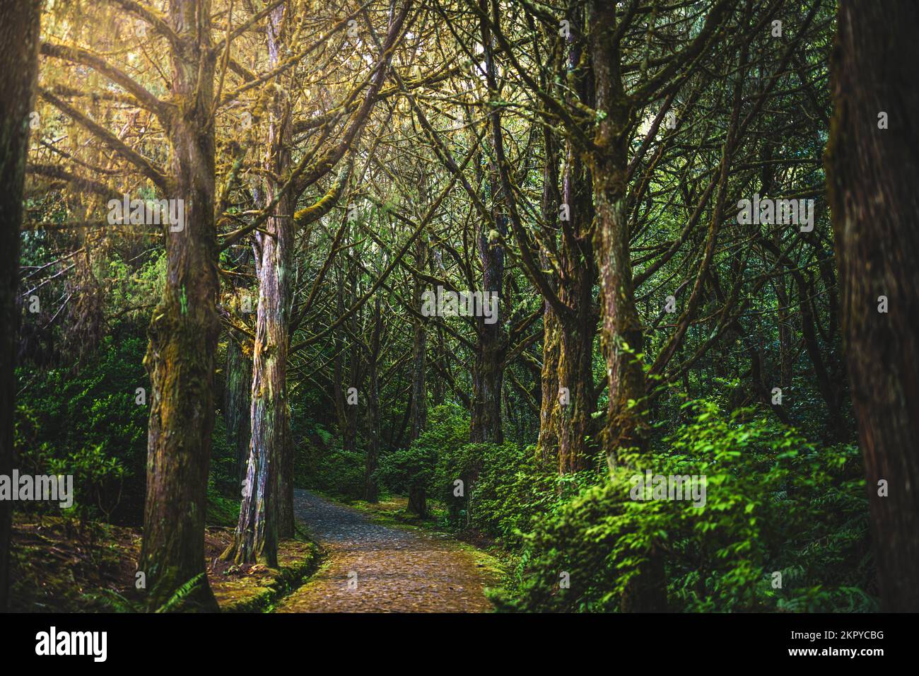 Description: Idyllic beautiful forest with warm light atmosphere in the ...