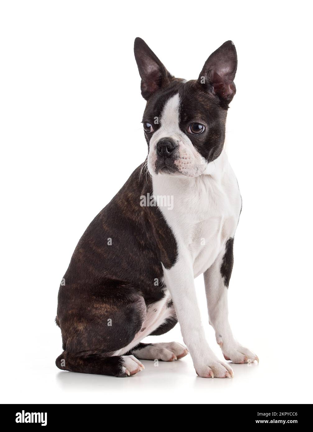 Young Boston terrier bi color isolated on white background Stock Photo ...
