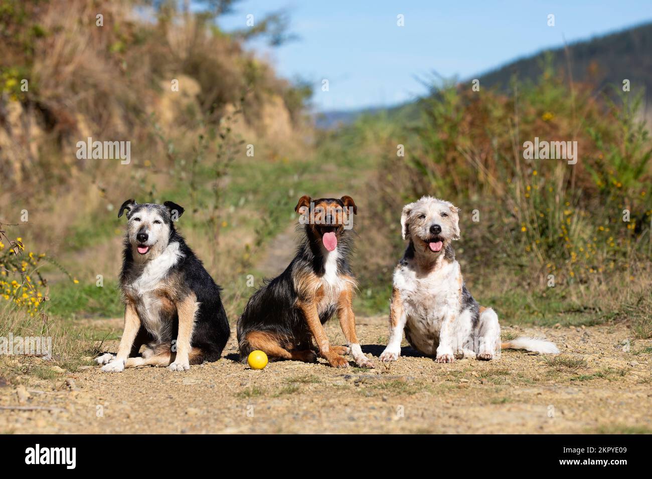 portrait of three dogs looking at the camera with tongues out after ...