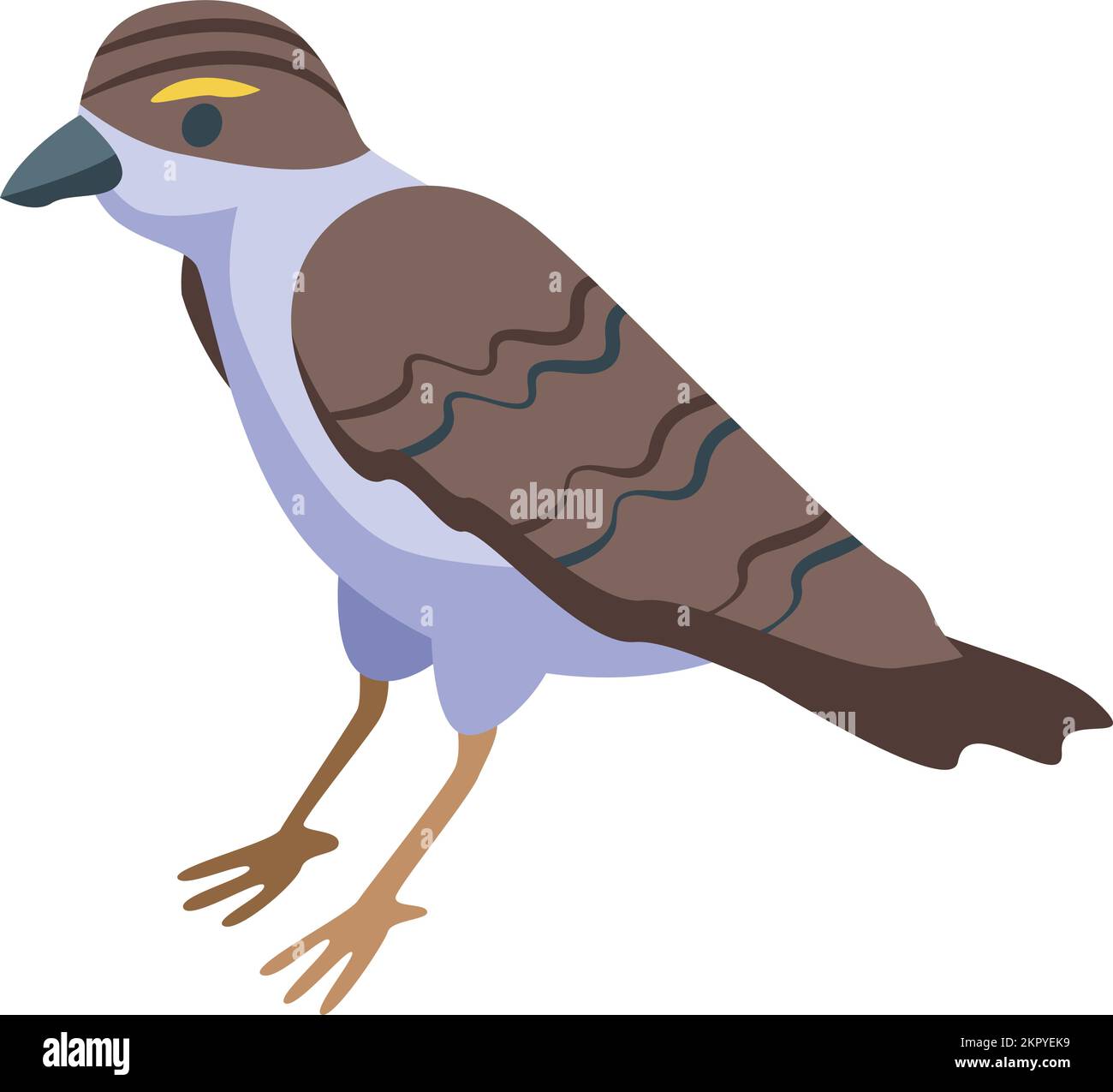 Small sparrow icon isometric vector. House bird. Male fly Stock Vector ...