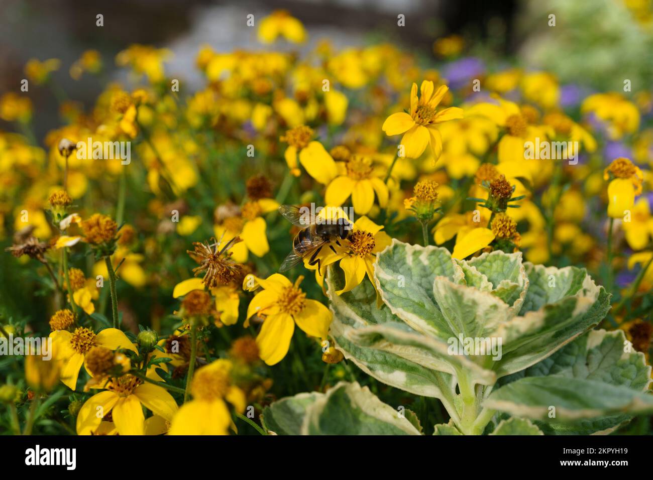 A bee drinks nectar from flowers in a flower bed, an insect Stock Photo ...