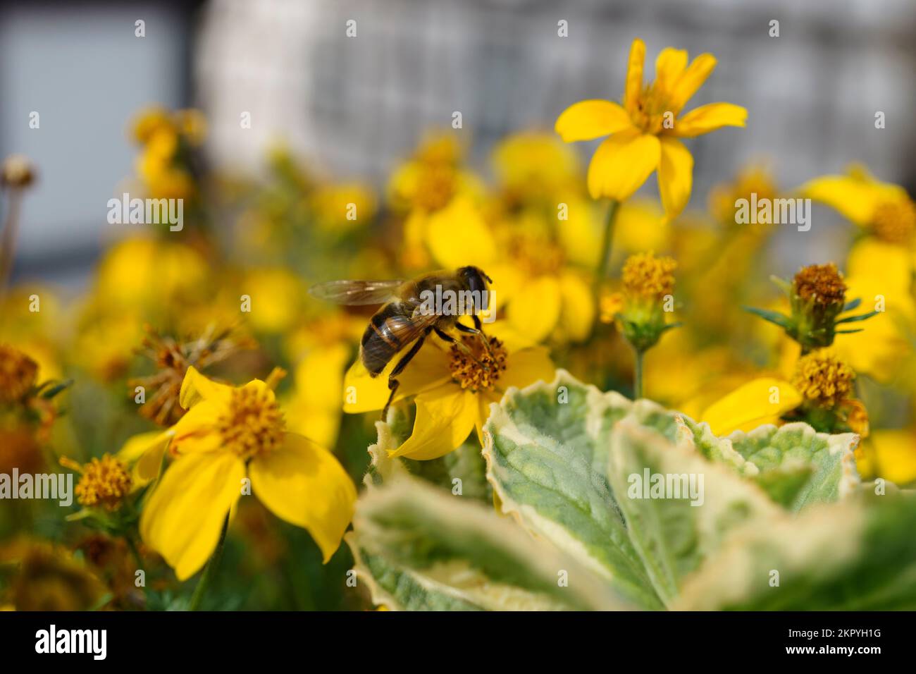 A bee drinks nectar from flowers in a flower bed, an insect Stock Photo ...