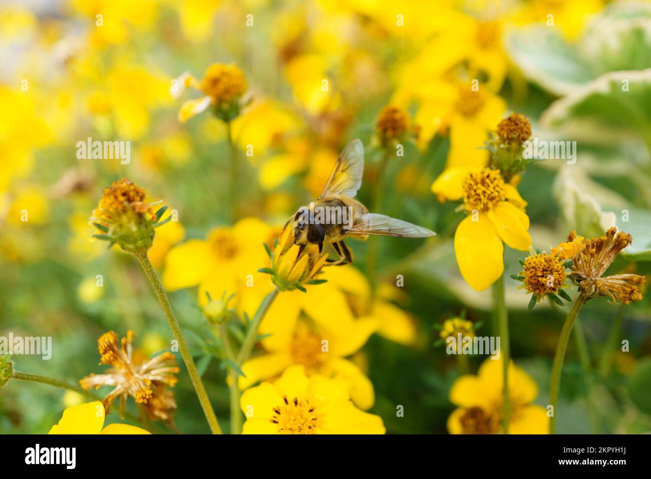A bee drinks nectar from flowers in a flower bed, an insect Stock Photo ...