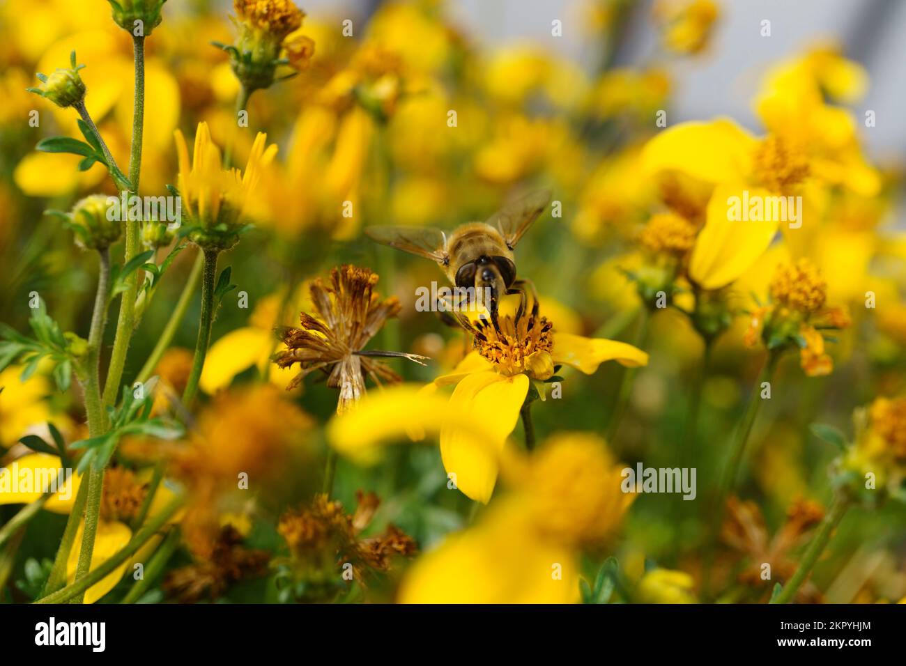 A bee drinks nectar from flowers in a flower bed, an insect Stock Photo ...
