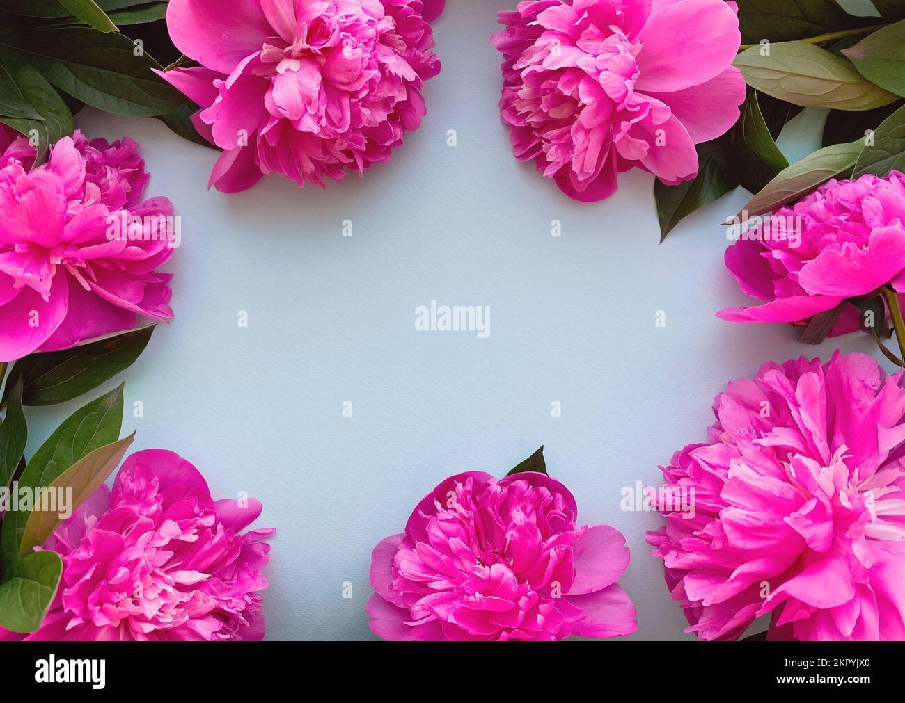 Flowers composition. Frame made of pink flowers peonies on blue ...