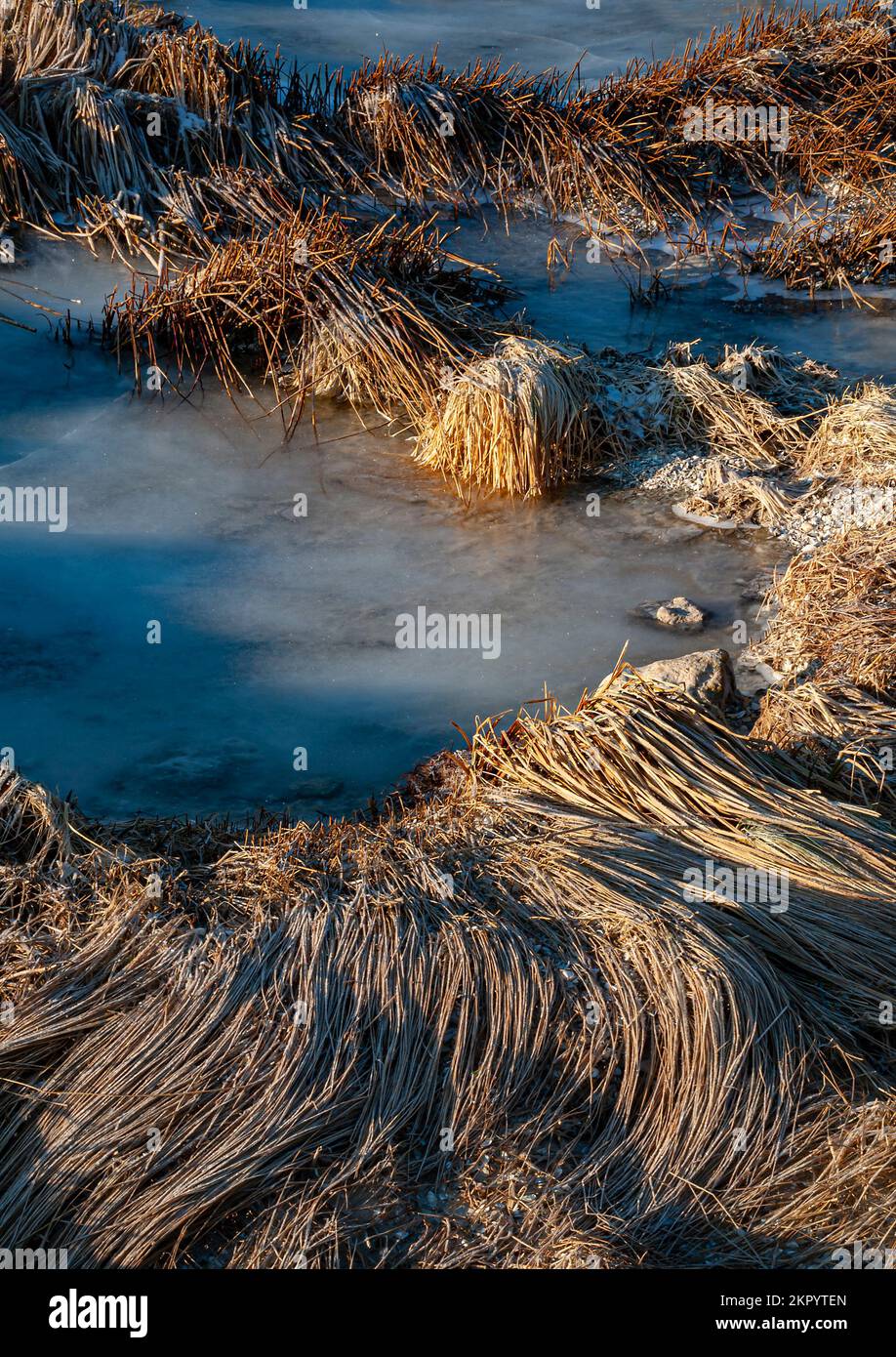 Frozen reeds sit in warm morning light on the Cana Island shore, Door ...