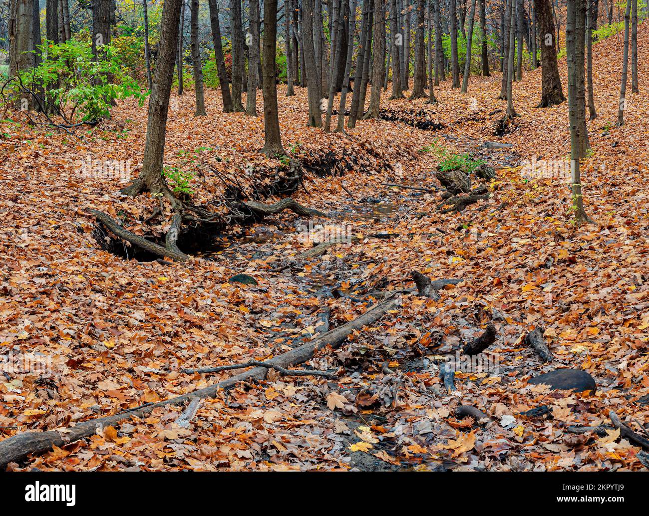Rain forest ground cover hi-res stock photography and images - Alamy