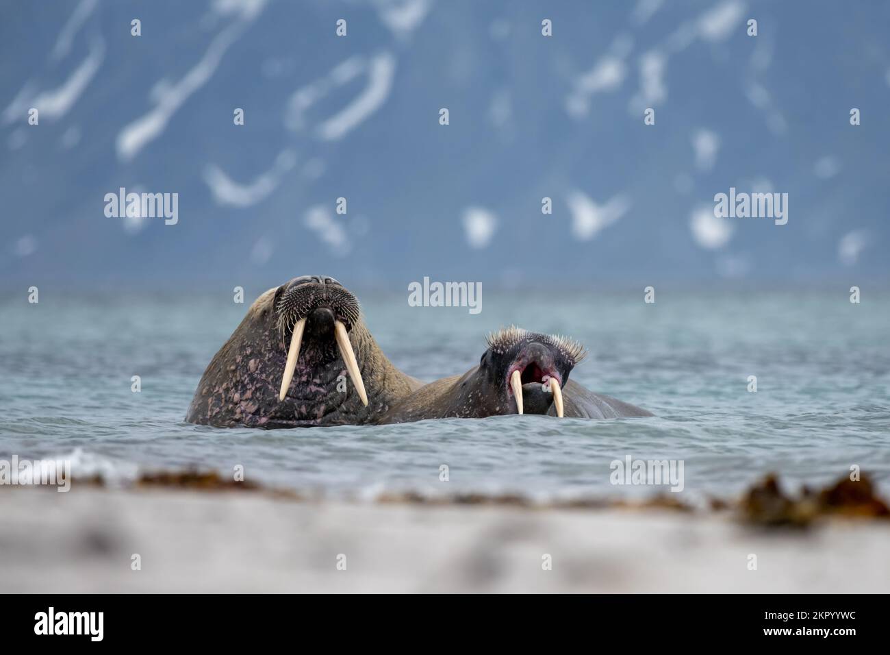 Two walruses in Arctic Ocean, Smeerenburg, Svalbard, Kingdom of Norway ...