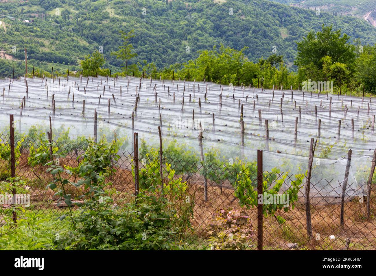 Countryside vineyard in Georgia covered with protective vineyard ...
