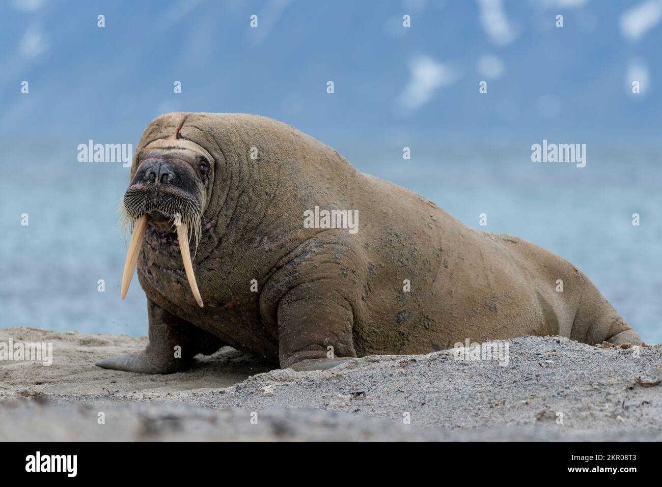 Close-Up of a walrus on beach at water's edge, Smeerenburg, Svalbard, Kingdom of Norway Stock ...