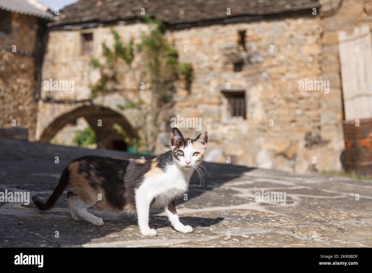 Country cat hi-res stock photography and images - Alamy